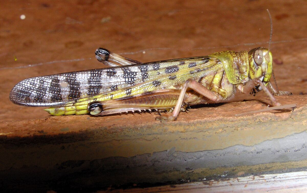 Desert locust (Schistocerca gregaria) - HopperWiki